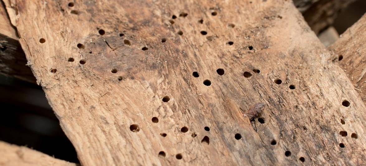 Houtworm Bestrijden - Waterwoonexperts
